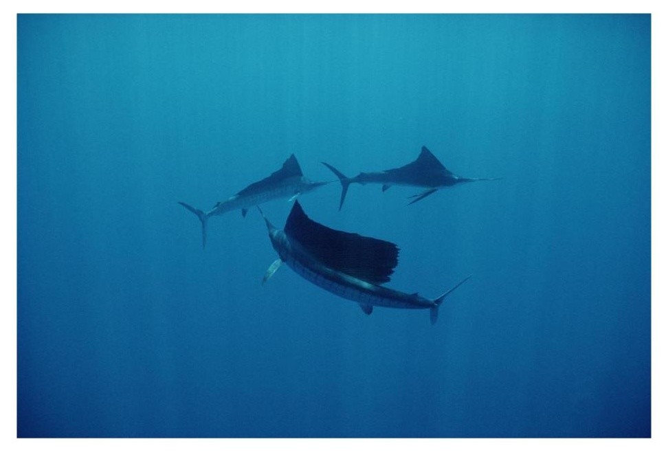 Pacific Sailfish Trio Swimming Off Of Manualita Island, Costa Rica ...