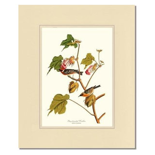 Vintage Bird Art Print: Baybreasted Warbler Bird Print, 11x14 Print ...