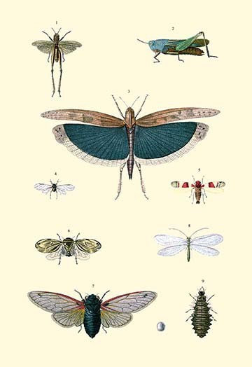 Insect Study #3, 20" x 30" - Traditional - Prints And Posters - by ...