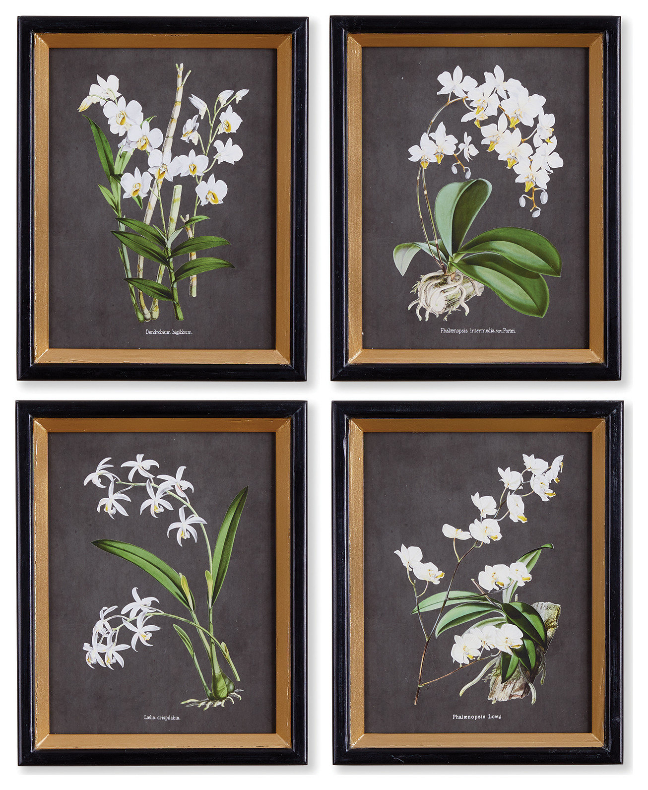 Orchid Study Petite, Set of 4 - Traditional - Prints And Posters - by ...
