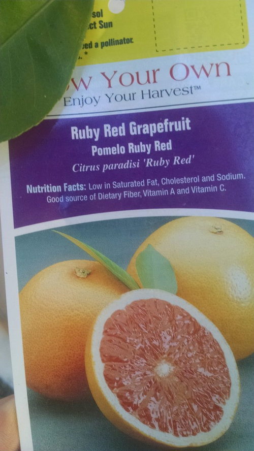 Ruby red grapefruit, or is it?