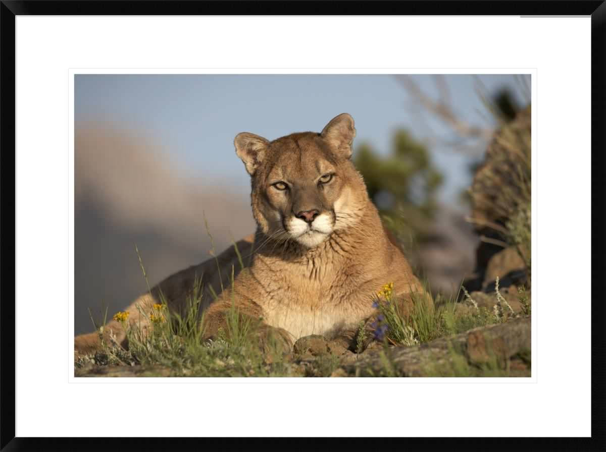 "Mountain Lion portrait, North America" Framed Print by Tim Fitzharris ...