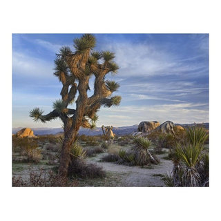 "Joshua Tree, Joshua Tree National Park, California" Paper Art, 18"x14 ...