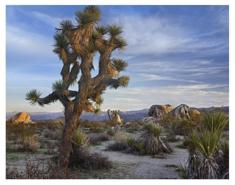 "Joshua Tree, Joshua Tree National Park, California" Paper Art, 18"x14 ...