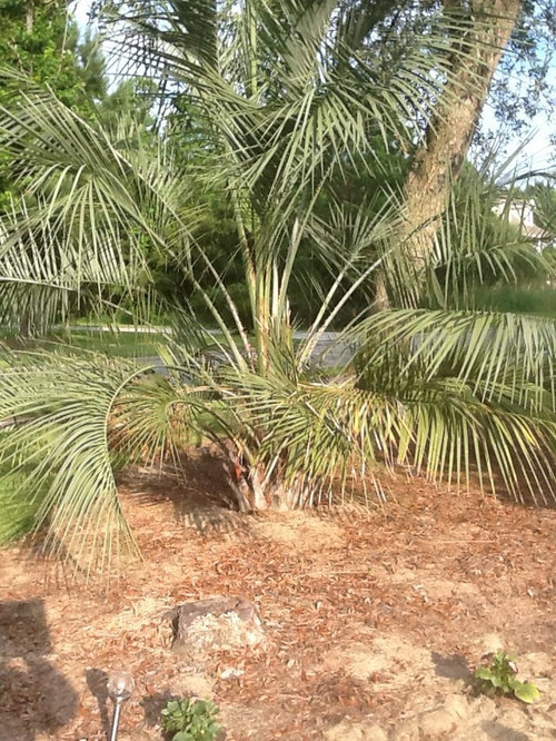 HAVE: Pindo Palm Seeds