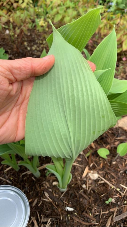 Hosta Identification 11 Ultramarine?