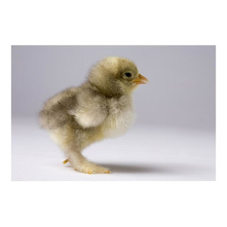 "Domestic Chicken, Banty Morph, About One Week After Hatching" Wall Art ...