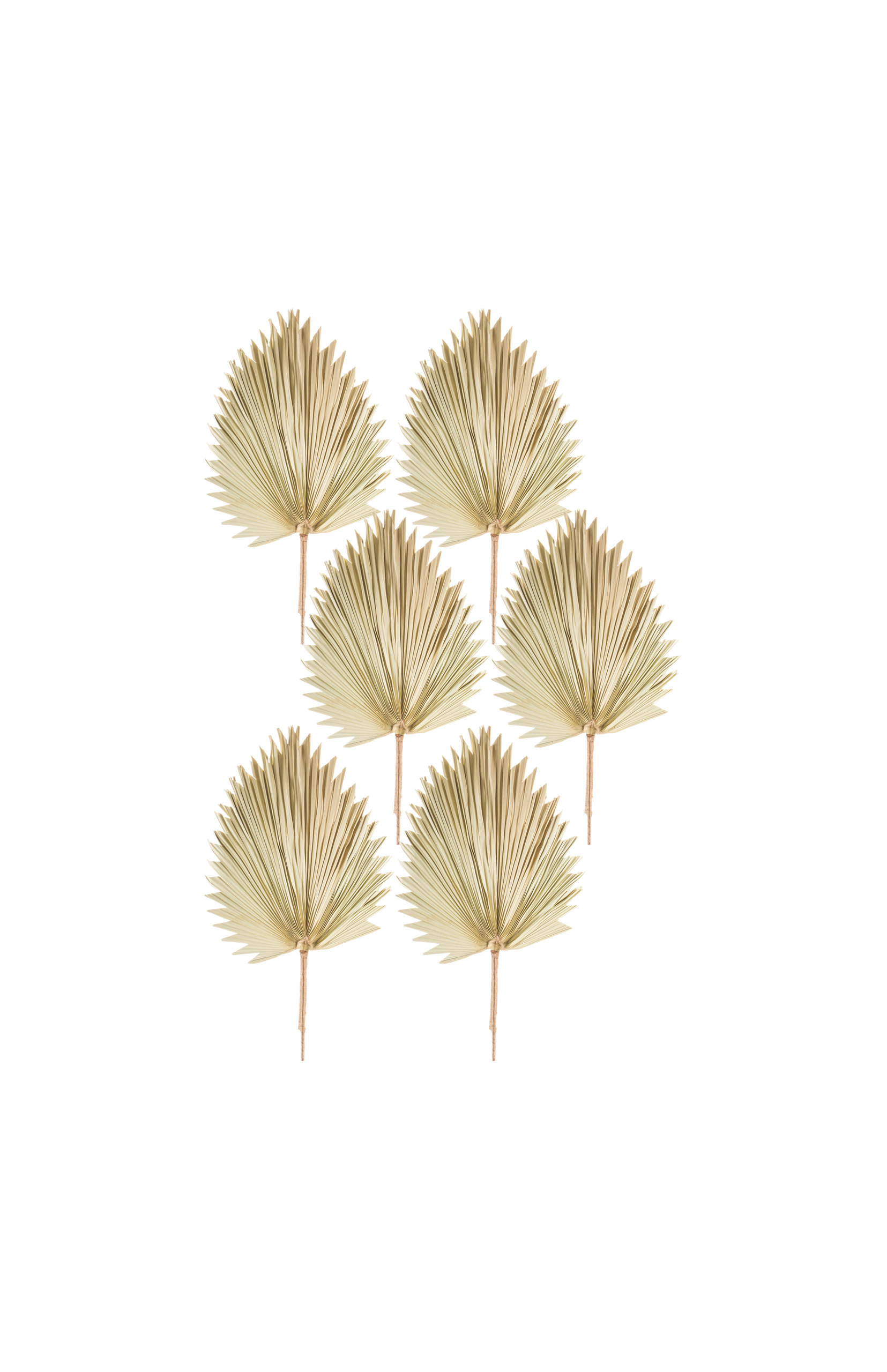 Fan Palm Leaf (Set of 6) 42"H Natural Palm - Traditional - Artificial ...