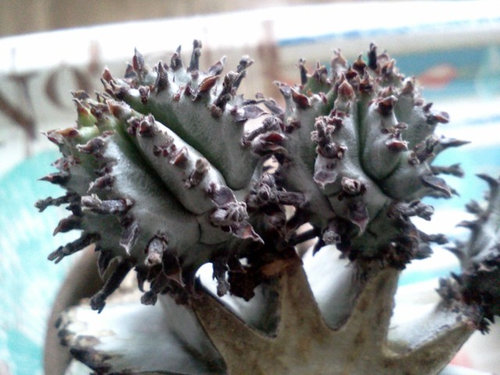 Seven Headed Monster