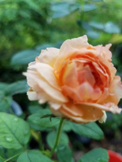 What about Long Ago Roses?