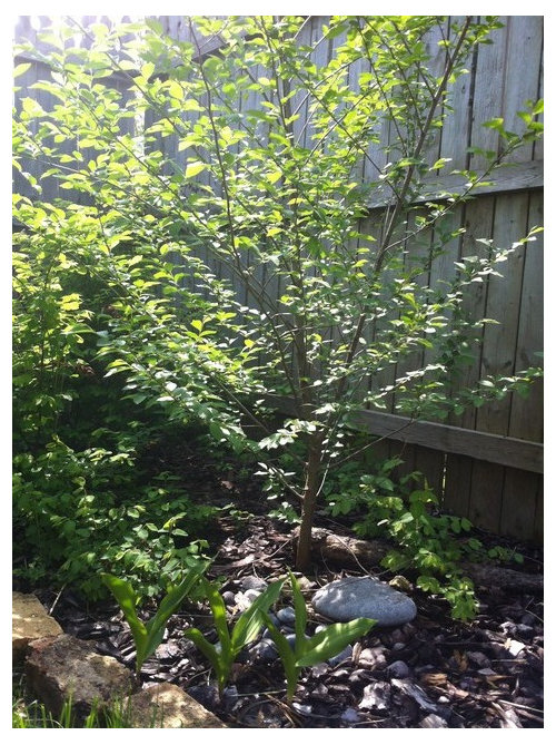 Volunteer tree