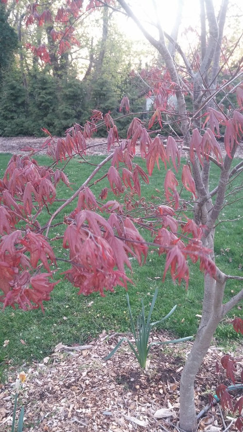 Red Maple Verticillium Wilt