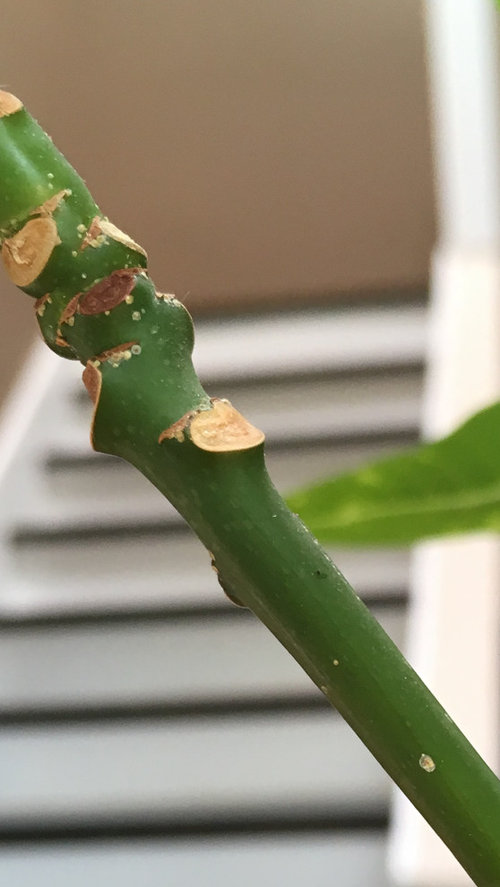Scale Bugs on my Money Tree?