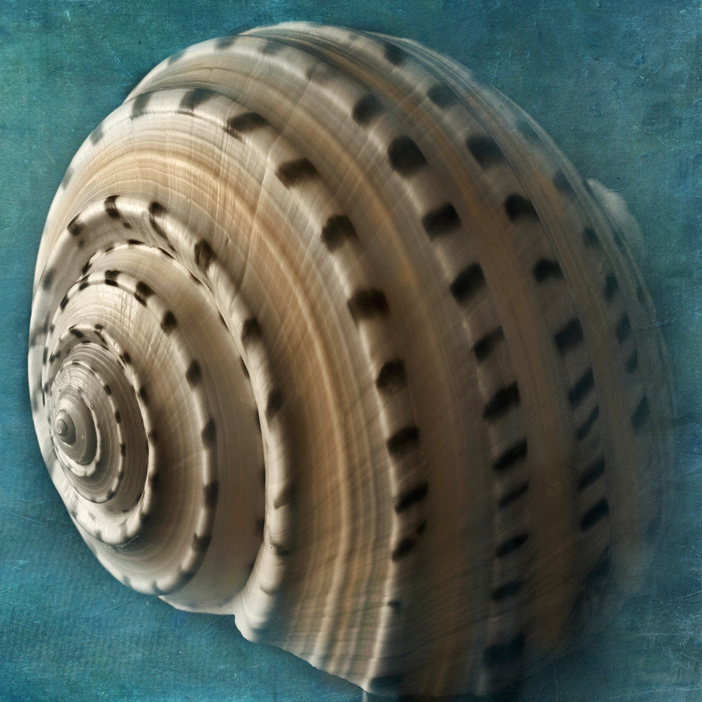 Three Shades of Blue Conch,Self Adhesive Mural, 48 x 48 inches - Beach ...