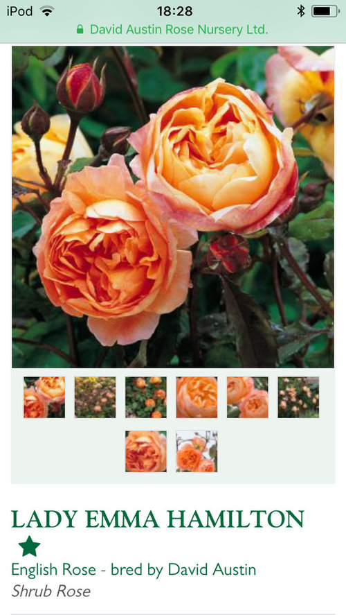 Most fragrant David Austin roses