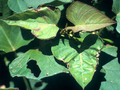 Mineral Deficiency Symptoms in Roses