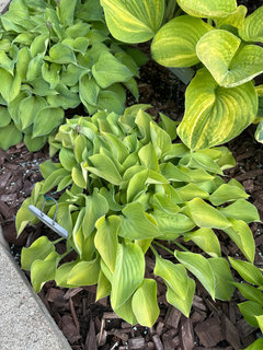 Hosta G 2025 ..................... | Houzz Forum