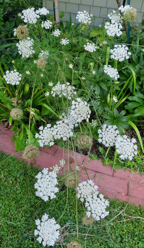OT - Suddenly appearing weed - Queen Anne's Lace?