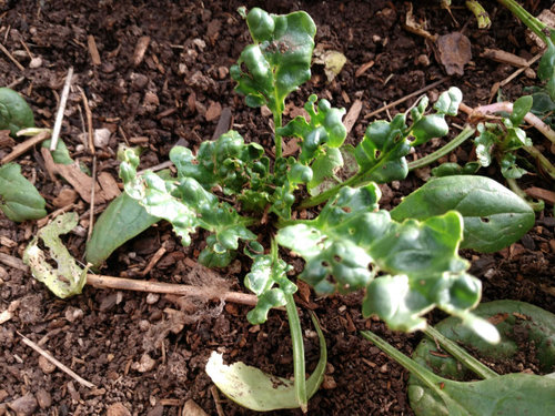 Problems with my spinach