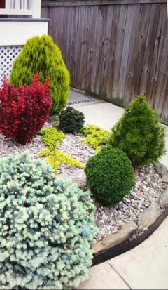 Favourite true mini conifer