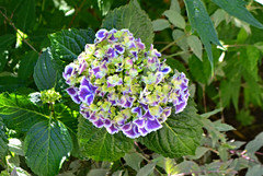 Variety of gorgeous white picotee purple hydrangea?