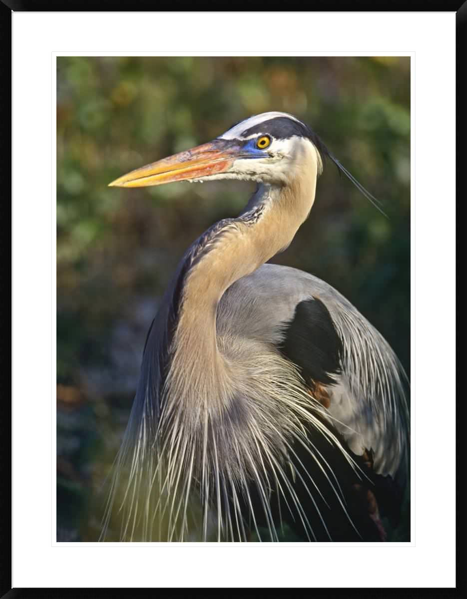 "Great Blue Heron portrait, North America" by Tim Fitzharris, 20x24 ...