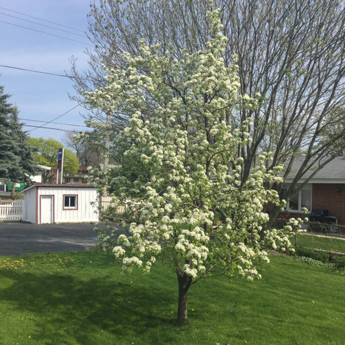 Pear tree identification