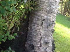 Split Birch Tree Trunk