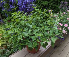 Salvia BODACIOUS Hummingbird Falls...you have it last year?