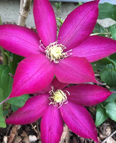 2019 Clem flower show