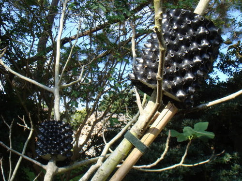 Air-Layering with Air-Pots