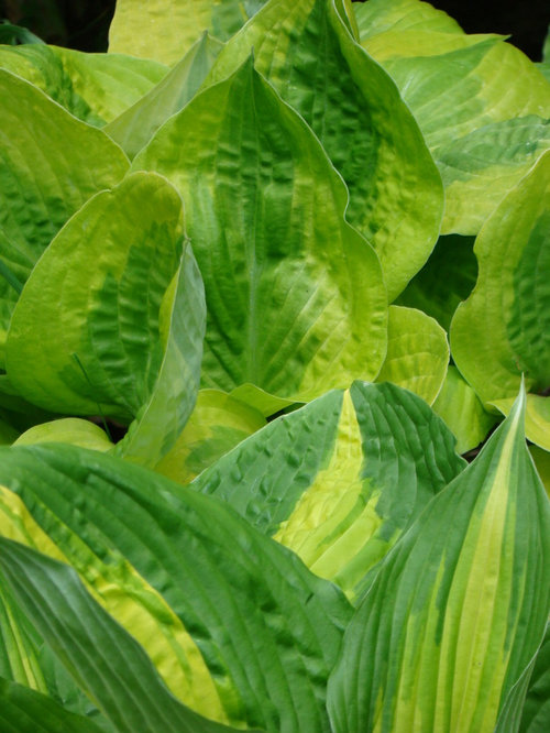 Hosta Glam Shots