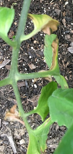 Why are my tomato leaves yellow/brown?