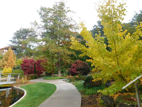 Fall color - RBG rock garden today (Oct. 25 2022)