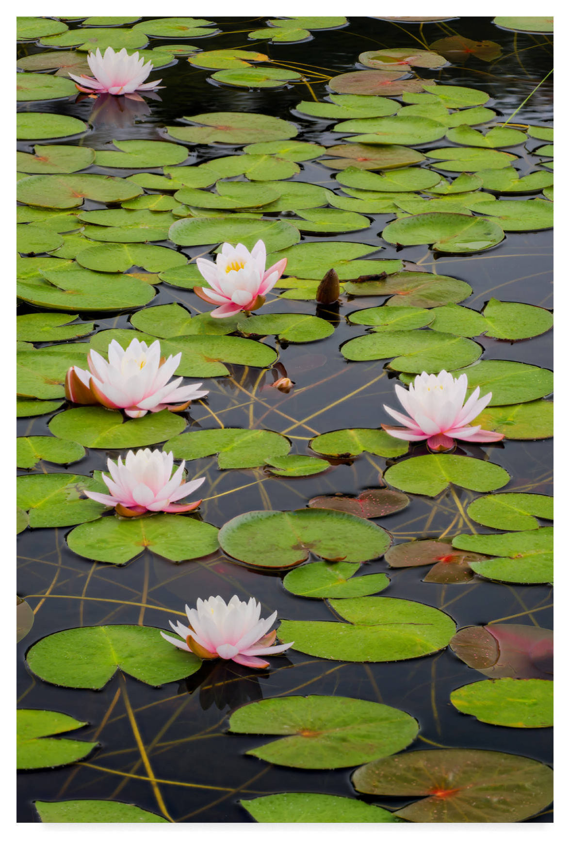 "Lily Cluster" by Michael Blanchette Photography, Canvas Art, 16"x24" - Asian - Prints And ...
