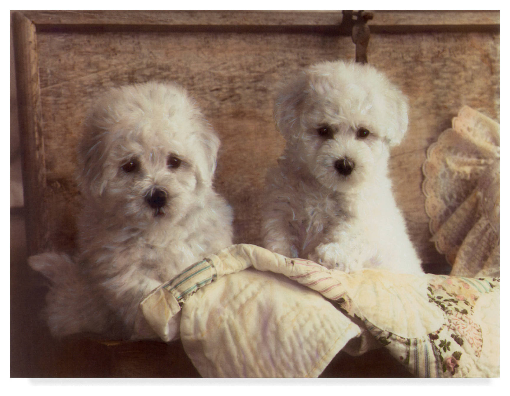 Sharon Forbes 'Twice As Nice' Canvas Art, 24"x18" - Contemporary ...