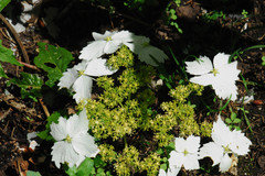 new hydrangea - Golden Crane | Houzz Forum