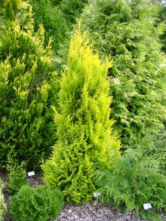 Yellow variegated Thuja cultivar at local box store!