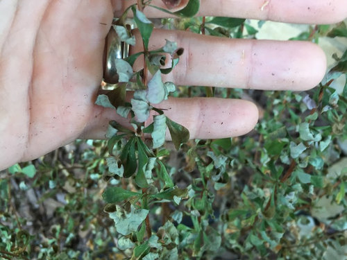 Barberry is dying/dead | Houzz Forum