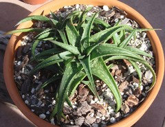 Small Aloe Species