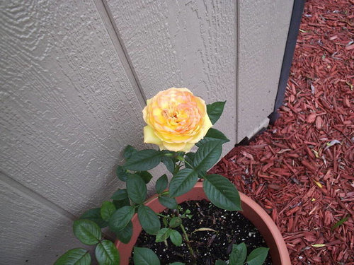 A Yellow w/Orange tips- Mystery Rose??