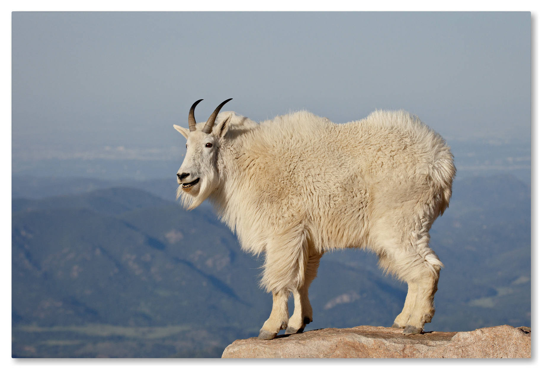 "Goat" by Robert Harding Picture Library, Canvas Art, 22"x32" - Rustic ...