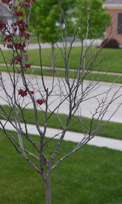 Redbud tree dead but not dead
