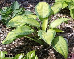 Hosta J 2012