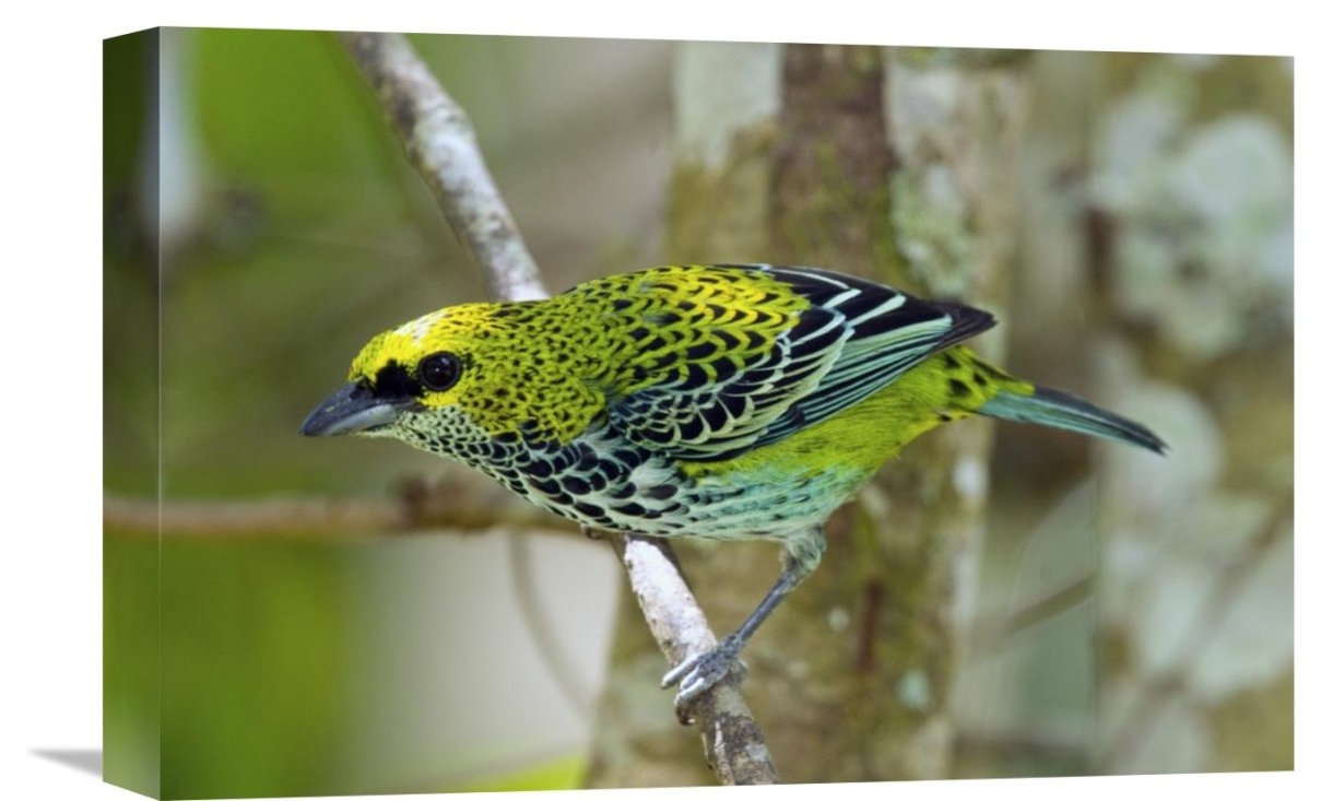 "Speckled Tanager, Costa Rica" Artwork, 18" x 12" - Traditional ...