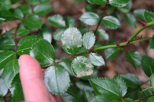brown spots on rose leaves