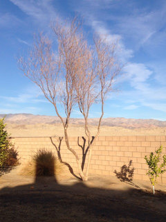 Desert willow bloom | Houzz Forum