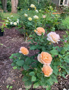 Jalbert roses at Chamblees | Houzz Forum