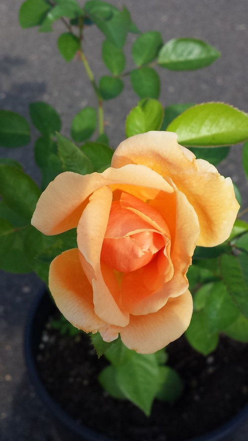 Help ID This Apricot Rose