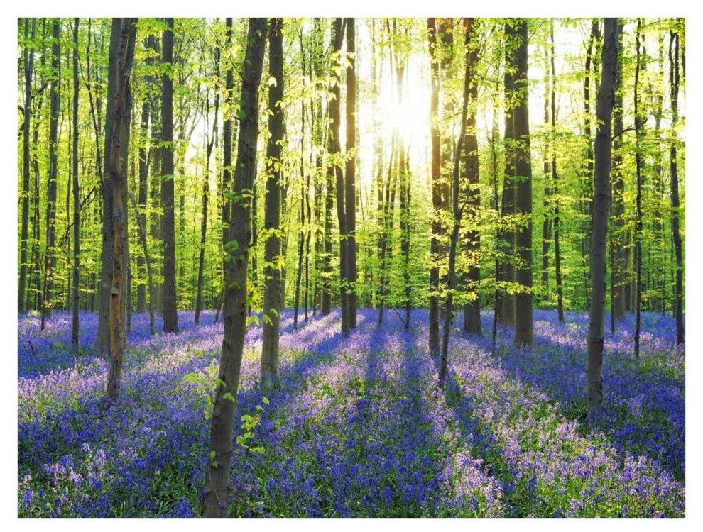 "Beech forest with bluebells, Belgium" Paper Print by Frank Krahmer, 18 ...